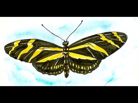 Z FOR ZEBRA LONG WING BUTTERFLY!|FUN FACTS ABOUT ZEBRA LONG WING BUTTERFLIES