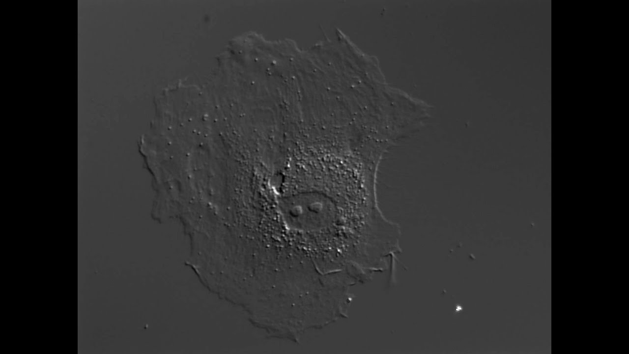 A7r5 Cell 400x Magnification - YouTube