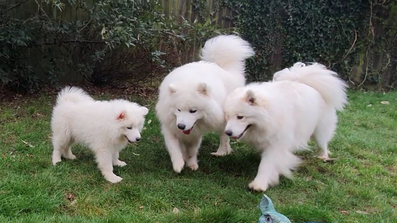 Merlin's New Home - 3 Magic Samoyeds - YouTube