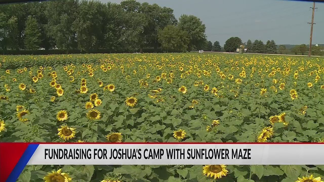 The Jaquish Farms Sunflower Maze helps Joshua’s Camp serve kids with ...