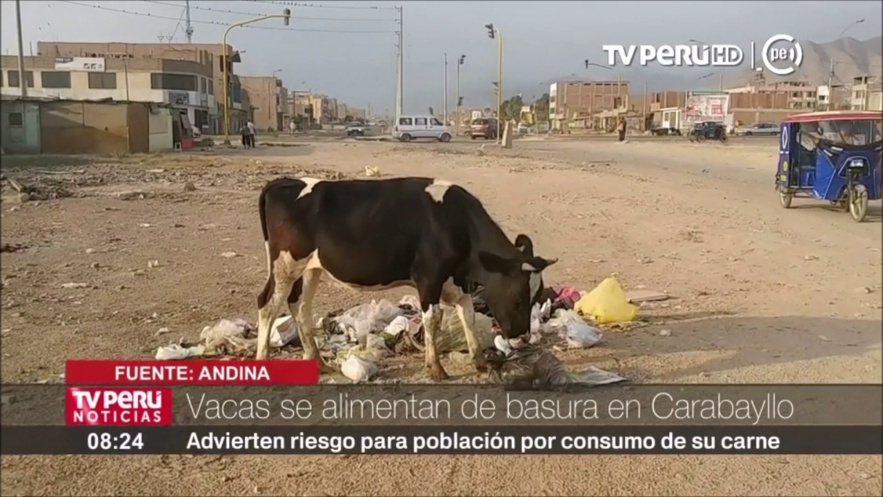 Vacas se alimentan de basura en Carabayllo [INFORME ESPECIAL] - YouTube