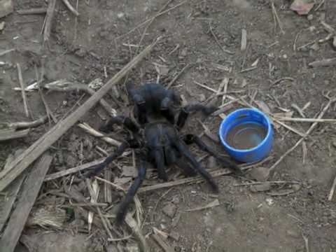 Man Eating SPIDER - YouTube