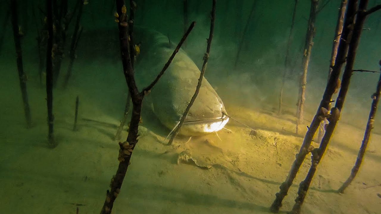 Nurkowanie Kopalnia Honoratka i Wielkie Ryby - Sumy - YouTube