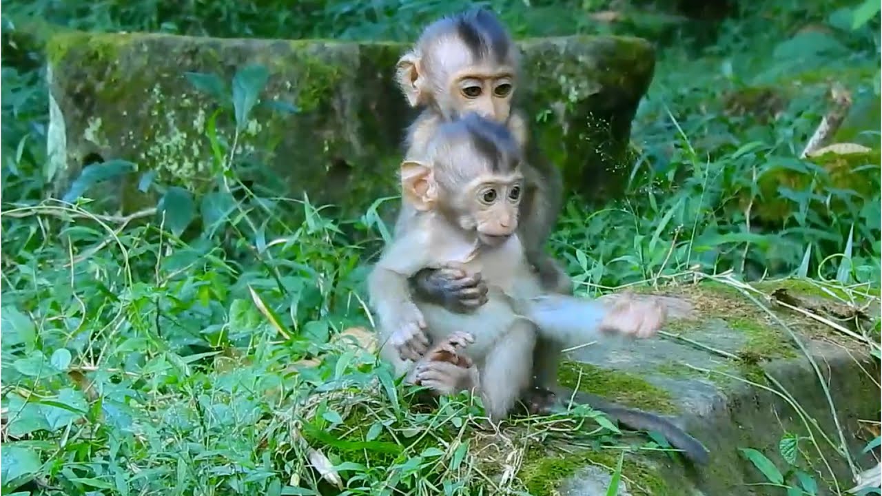 Breaking News! Libby released Baby Rainbow to visit Rose & Brady ...