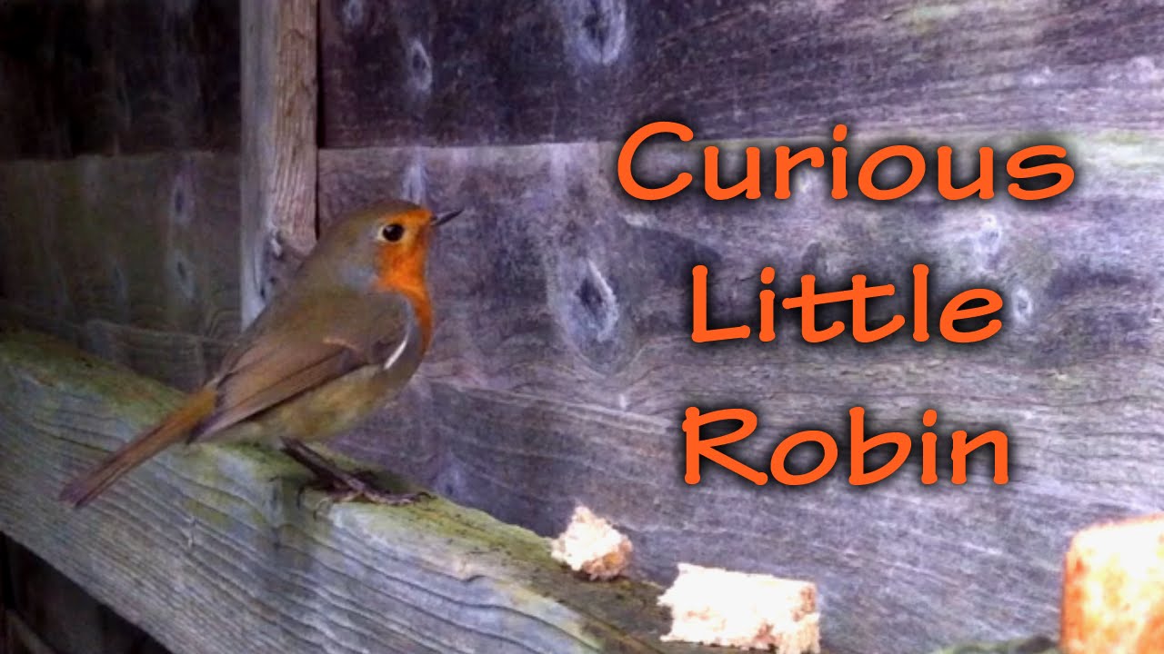 Cute Little Curious Robin - YouTube