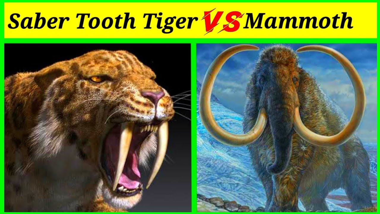 Saber tooth tiger vs mammoth क्या लगता है किसकी होगी जीत? | smilodon vs ...