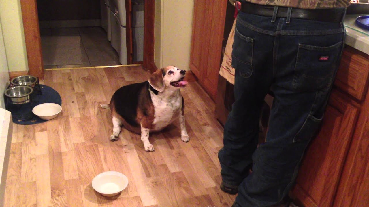 World's Fattest Beagle of All Time - YouTube