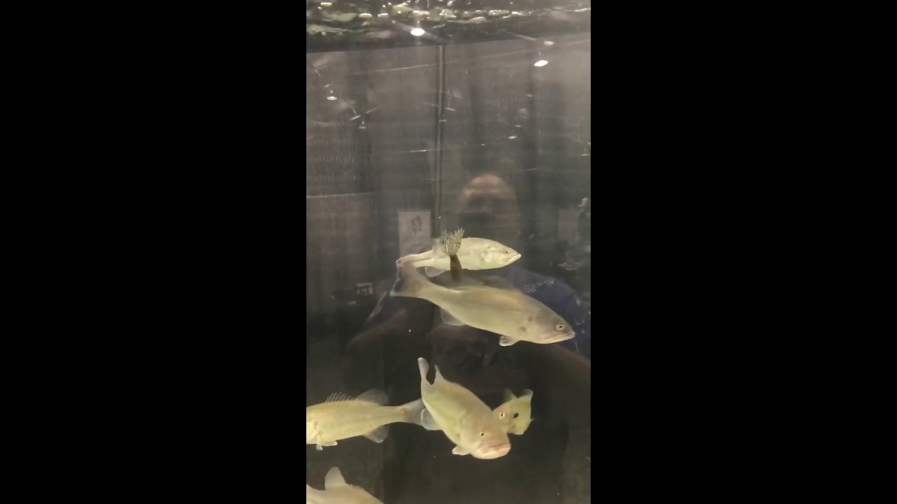 Terd Bait #1 2020 - YouTube