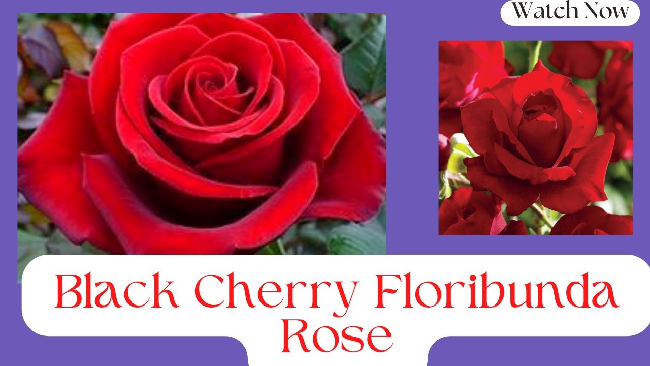 Interesting facts about BLACK CHERRY FLORIBUNDA ROSE | #rose - YouTube
