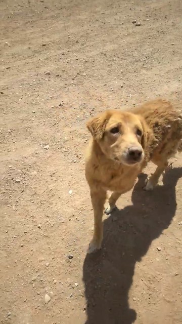 “Feeding Homeless Dogs in the Desert 🐕🌵 | Stray Dog Rescue & Care”😻 ...