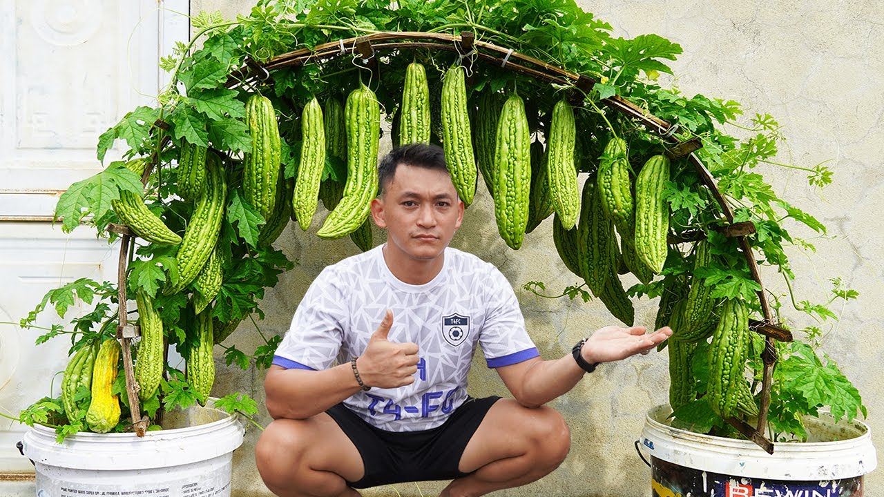 How To Grow Bitter Melon In Containers | 5x More Productive Gardening ...
