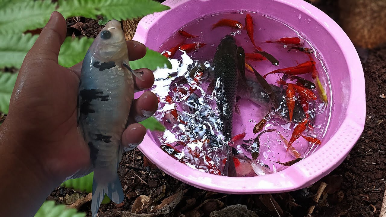 Tangkap Ikan Hias, Menangkap Ikan di Dalam Hutan, Ada Ikan Glofish ...