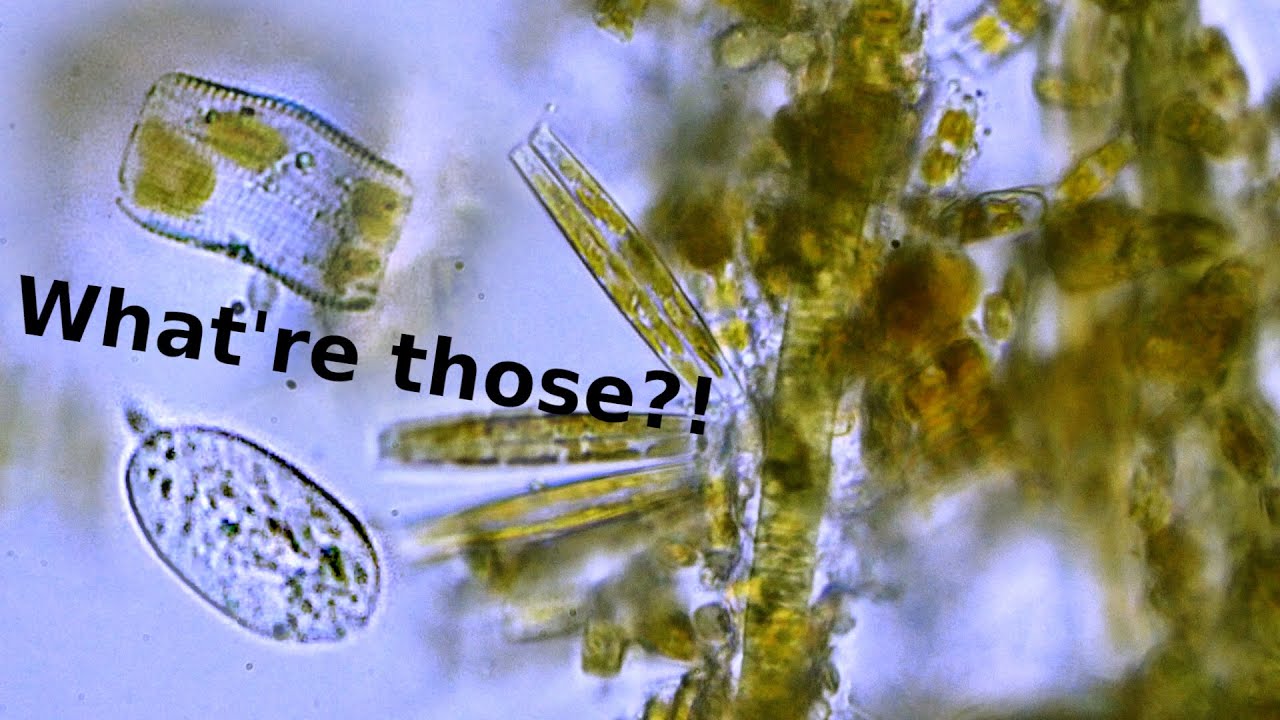 Sea algae biofilm under the microscope (cilliates, plankton, etc) - YouTube