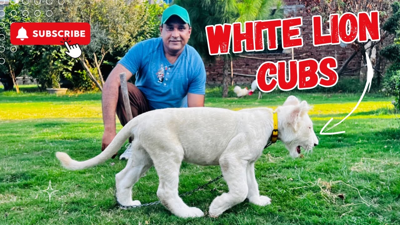 White Lion Cubs | White lion cubs price | White lion cubs for sale ...