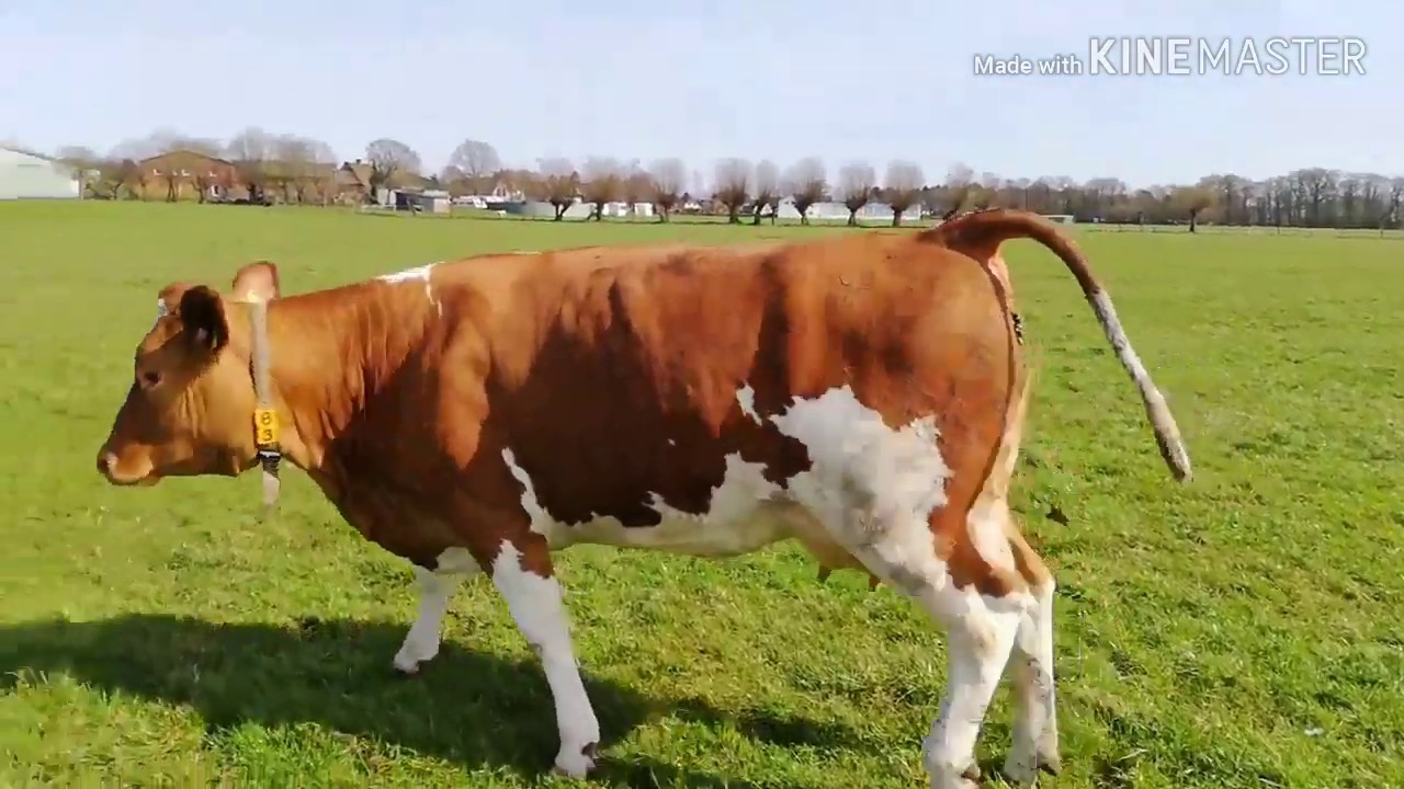 Chorvachilik, Mol boqish. #simmental #farming #kuh #molboqishbiznesi ...