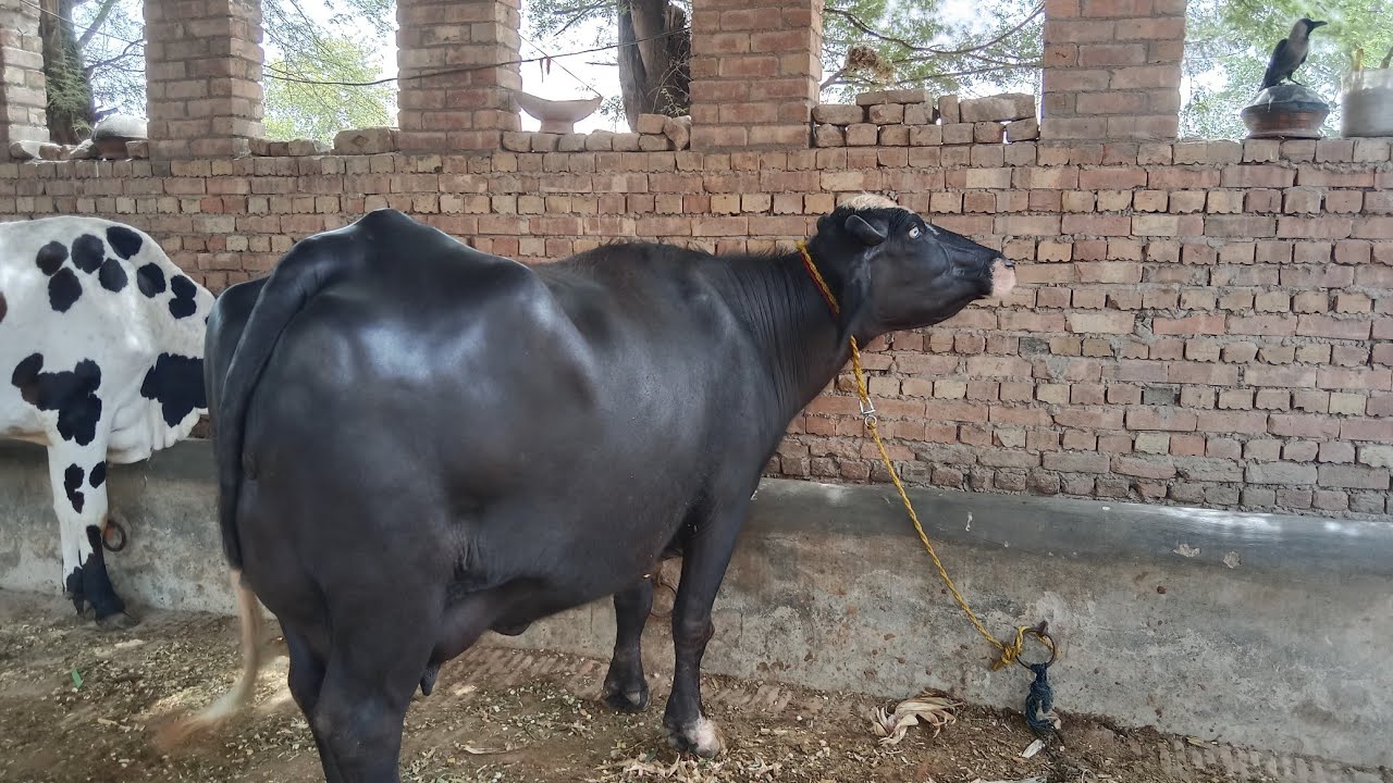 pure neeli buffalo for sale on YouTube.03025364819 - YouTube
