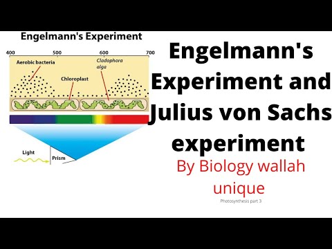 T.W.Engelmann's experiment, Julius von Sachs experiment, photosynthesis ...