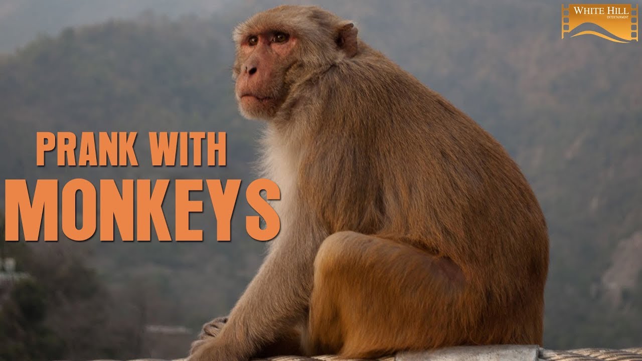 Prank with Monkeys in India | White Hill Entertainment - YouTube