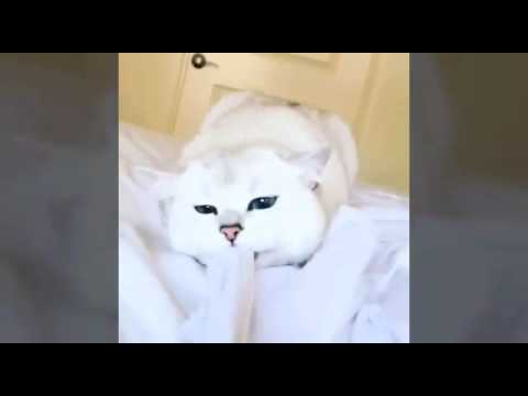 Pardon The Cat Part #1 - YouTube