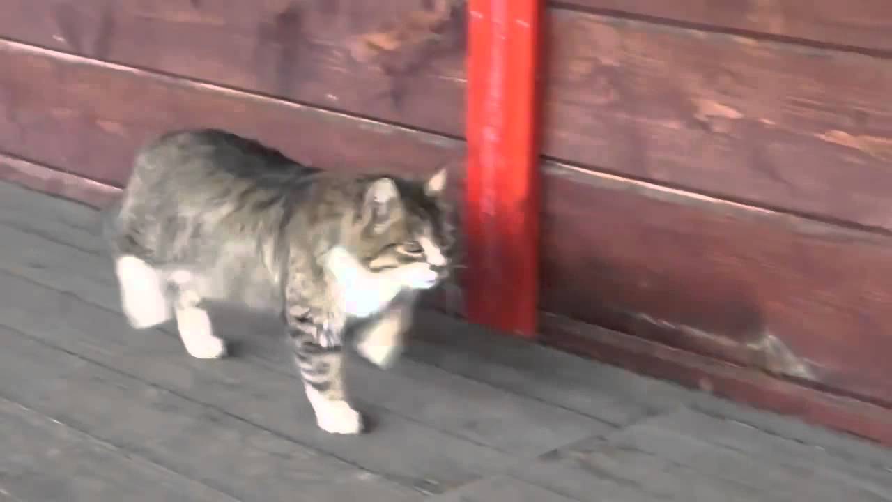 Gato marchando - YouTube