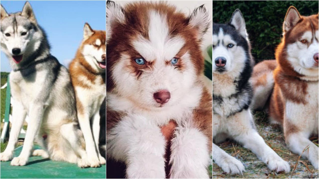 Siberian Husky | Funny And Cute Siberian Husky | Best Siberian Husky In ...
