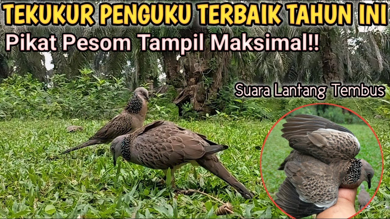 SUARA TEKUKUR INI MEMBUAT KAKI GEMETAR || POIN TEKUKUR TERBAIK TAHUN ...