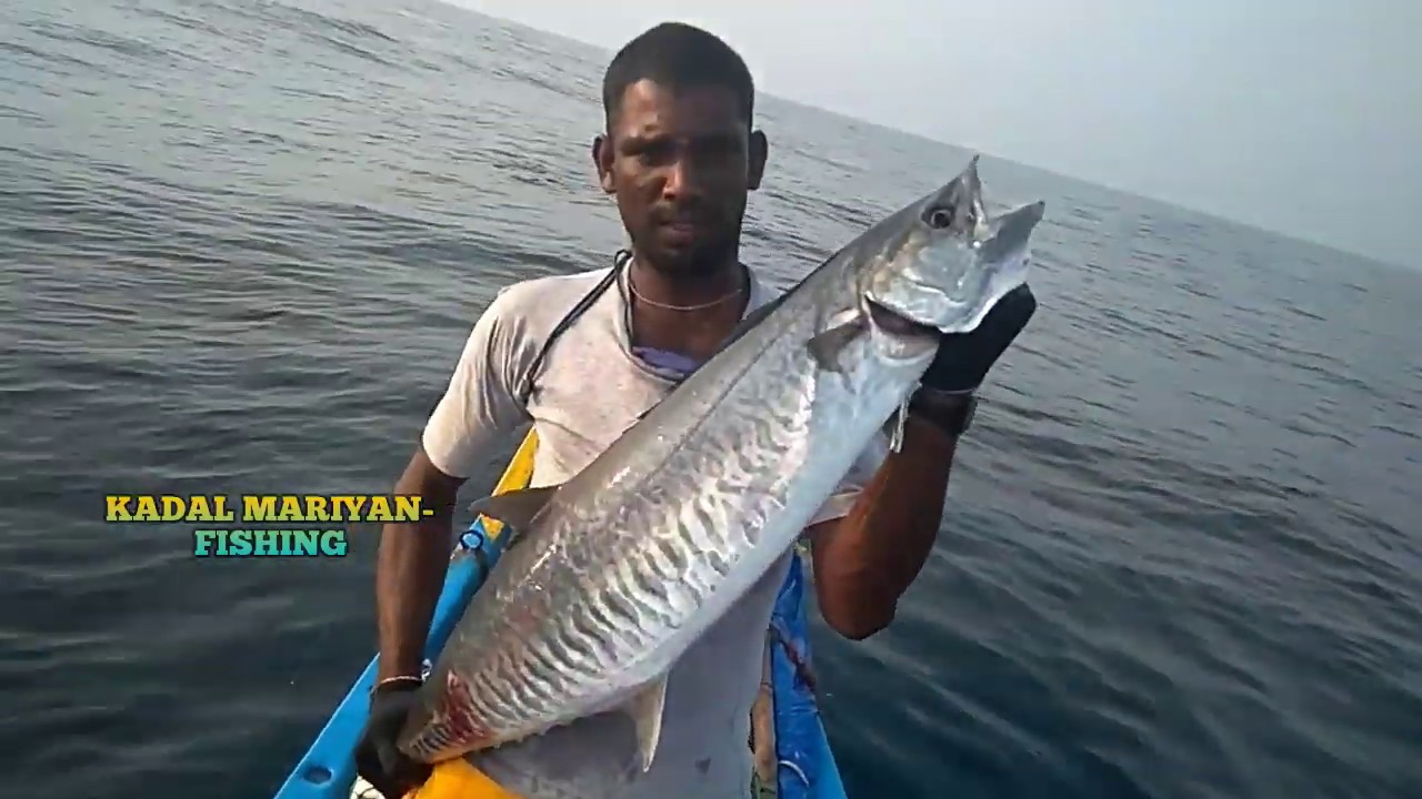 KingFish hunting videos - YouTube