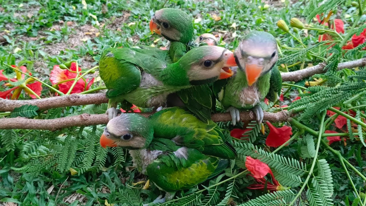 how to Tame baby parrot ? One of the easy processes. natural parrot ...