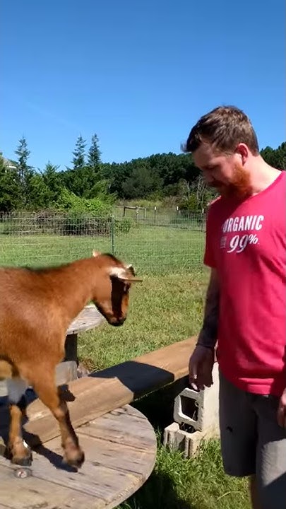 Greg and goat puppy - YouTube