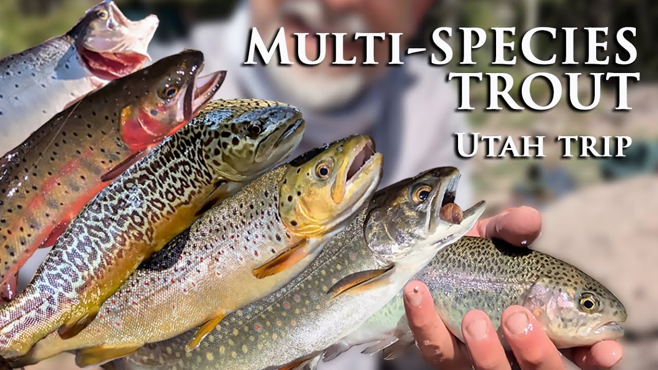Multi Species Trout - Utah Trip - YouTube