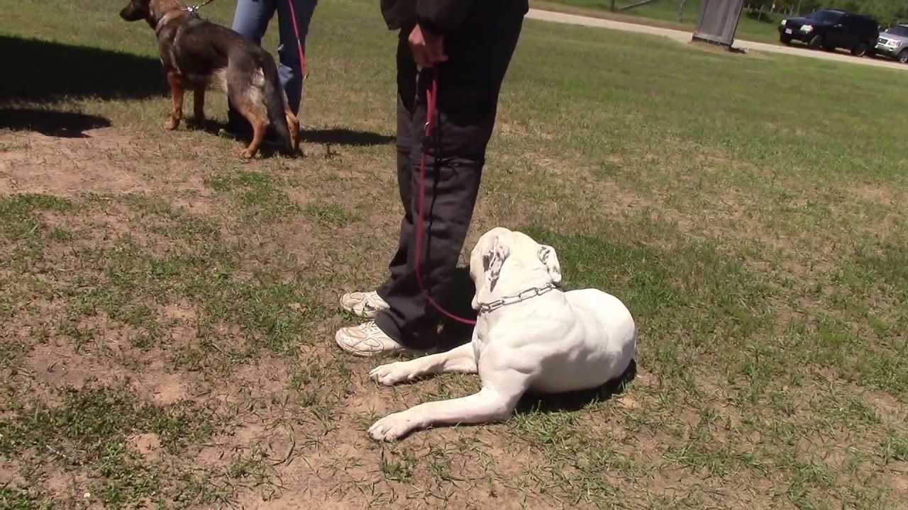 Snuggles Schutzhund / IPO BH - YouTube