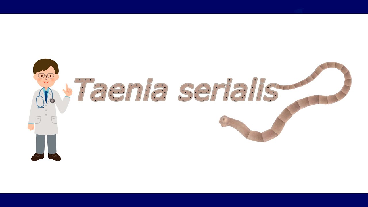 Taenia serialis - YouTube