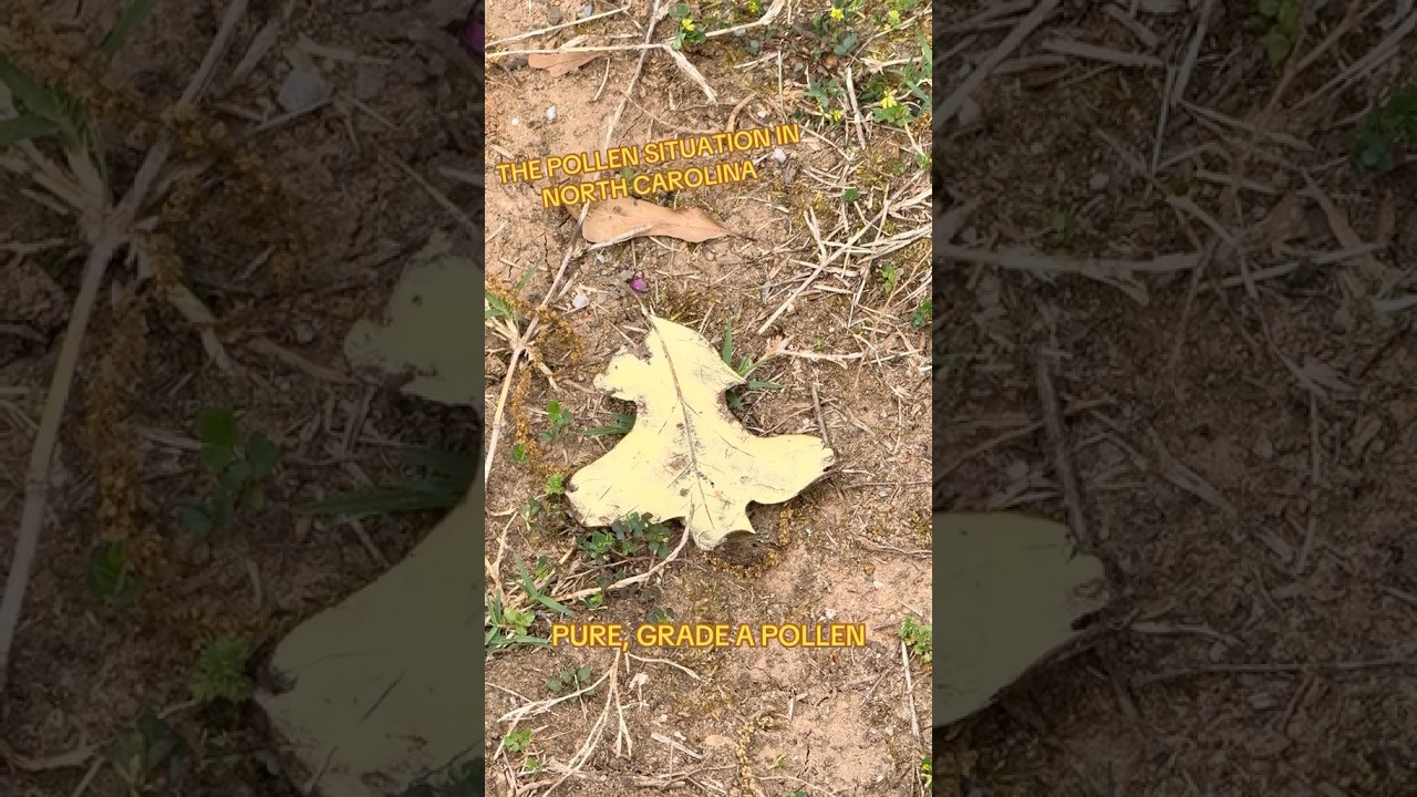 The Current Pollen Situation Here in North Carolina (#Shorts) - YouTube