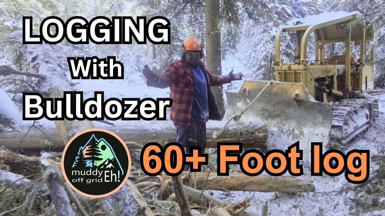 60+ FEET LONG TREE LOG! Will Bulldozer Pull It Out Of The WOODS ...