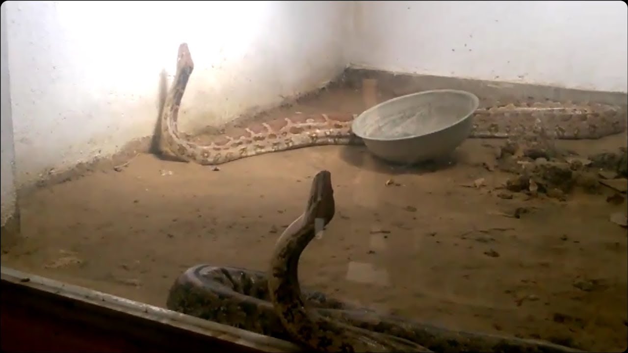 patna ka snake house | patna ka chidiya ghar - YouTube