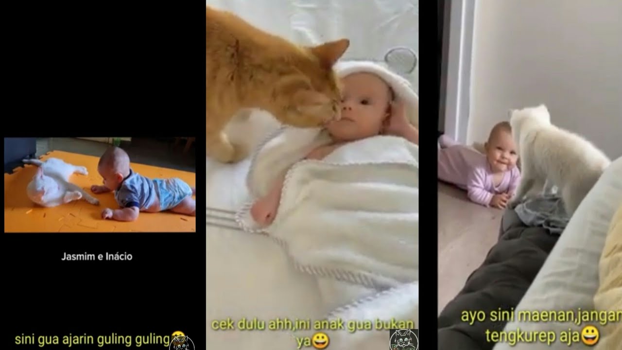 tik tok kucing meow meow dan bayi lucu - YouTube