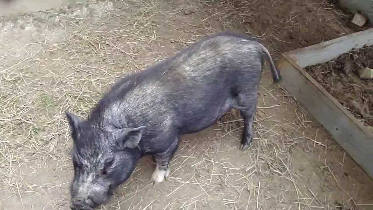 Funny Squealing Pig - YouTube