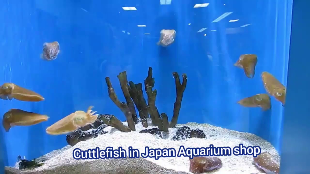 Cuttlefish in Japan Aquarium shop - YouTube