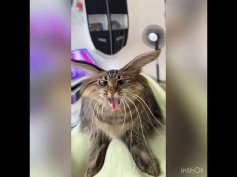 Seker & Lokum 😻 Wenn Katzen Snapchat entdecken