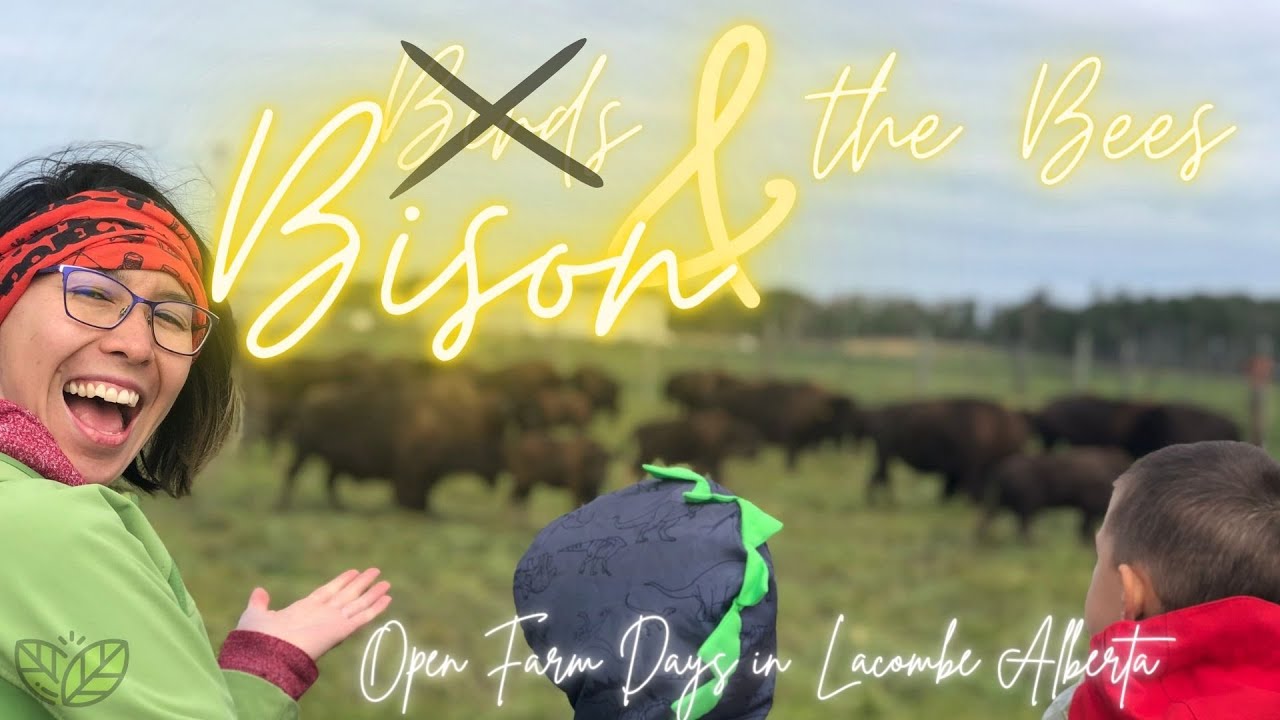 Bison Farm and Honey Tours in Lacombe Alberta for Open Farm Days 2023 ...
