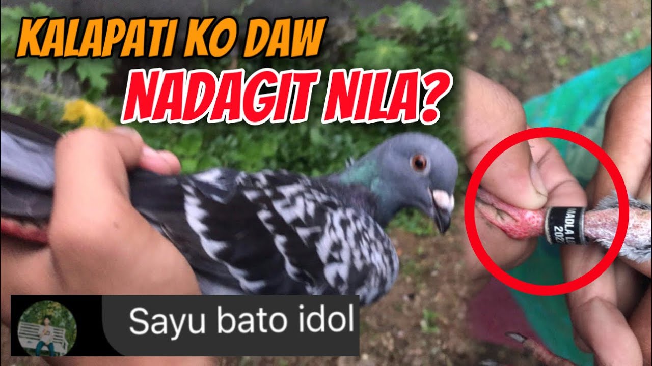 KALAPATING PEKE NA NAMAN NAGLABASAN 😱 - YouTube