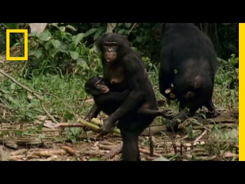 How Do Monkeys Mate With Humans