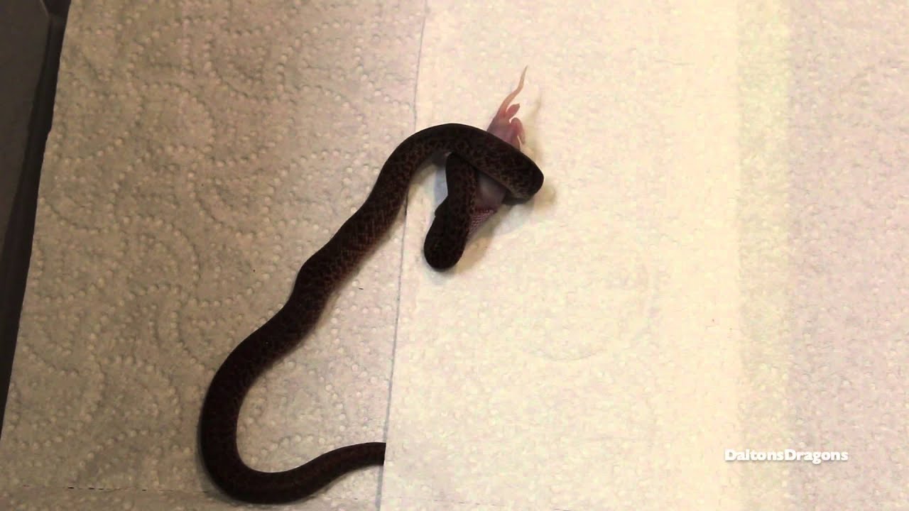 Pygmy Python Eating In Slow And Fast Motion - YouTube