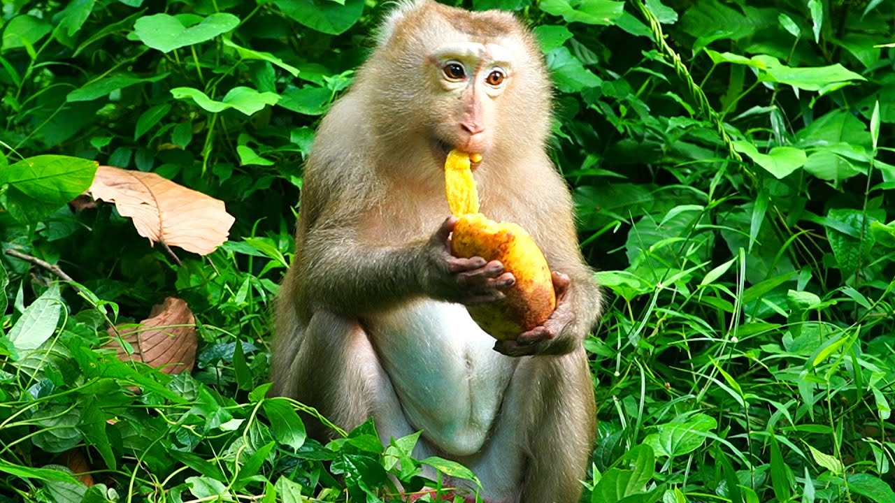 Monkey Ashley is very hungry & we gave her big mango - YouTube