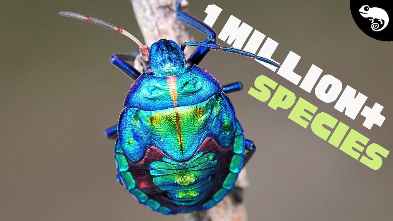 The Complete Phylogeny of Insects - The Most Successful Animals EVER ...