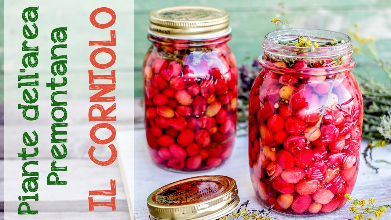 Come riconoscere il corniolo e usarlo in cucina - YouTube