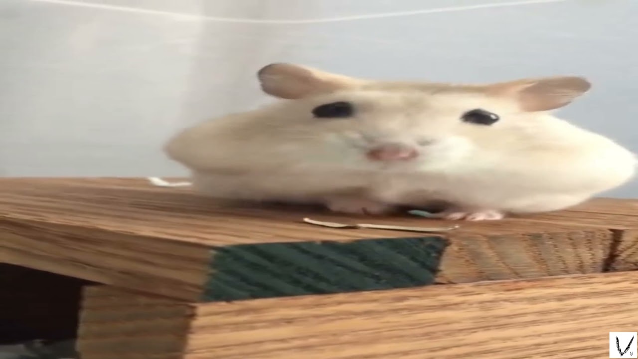 hamster god - YouTube