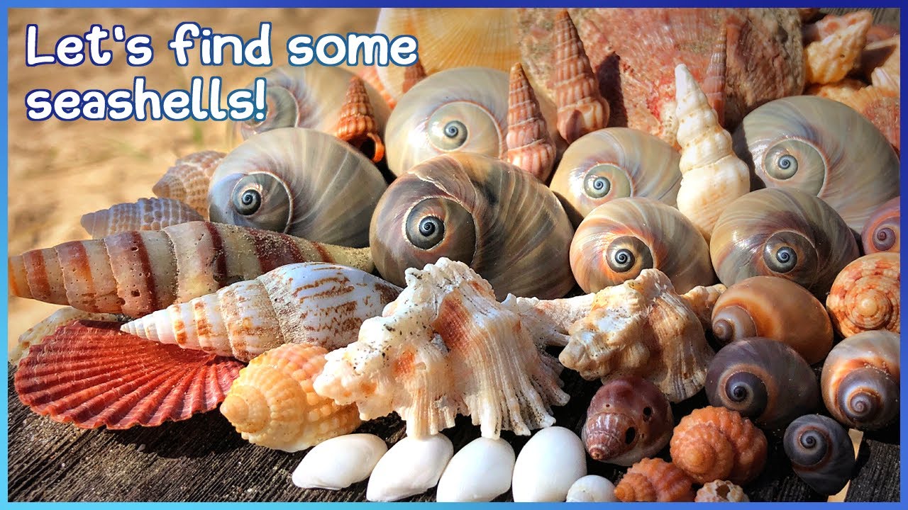 Finding Seashells Hervey Bay | Mud Flats & Moon Snails [Virtual ...