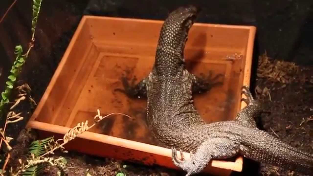 Varanus Dumerili and the Quail Eggs - YouTube