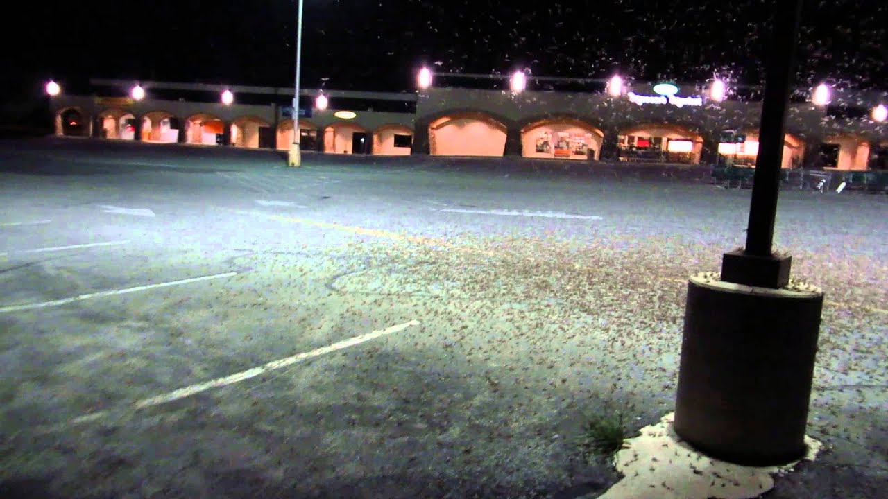 Mayfly invasion at Columbia Plaza June 22, 2016 - YouTube
